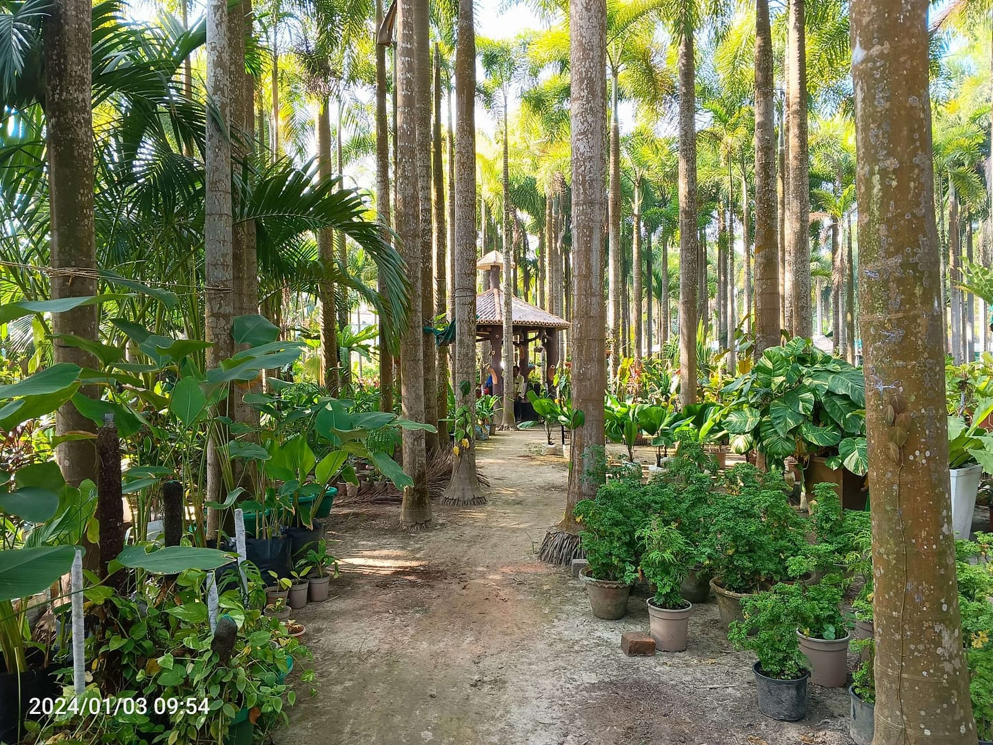 Landscaping & Gardening Company Kolkata | Pot Plant Supplier