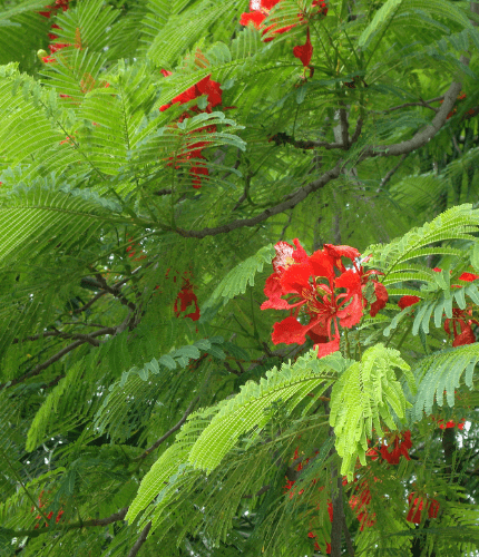 Avenue Trees - Green Mall