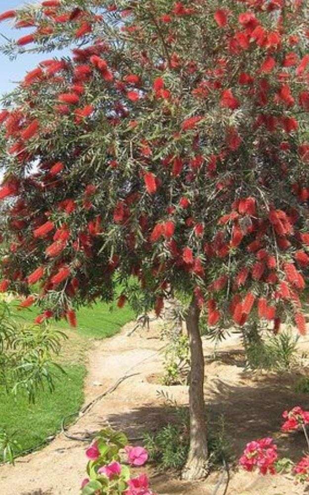 Big Trees - Green Mall