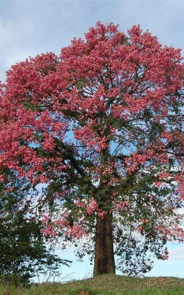 Big Trees - Green Mall