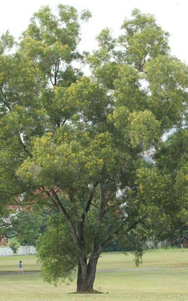 Big Trees - Green Mall
