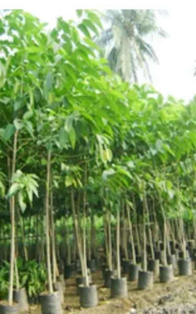 Big Trees - Green Mall