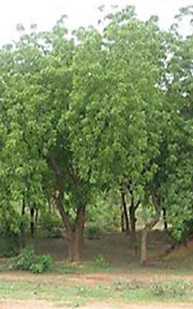 Big Trees - Green Mall